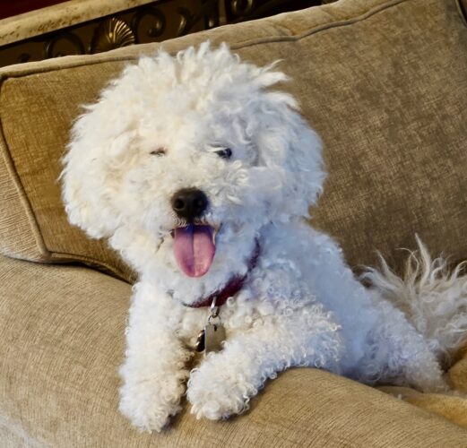 Available Dogs – Wonder Dog Rescue